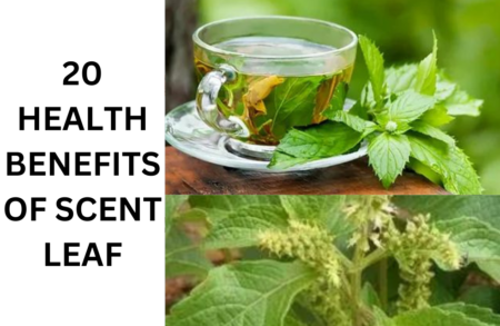 20 Health Benefits of Scent Leaf - HEALTH LUXURY